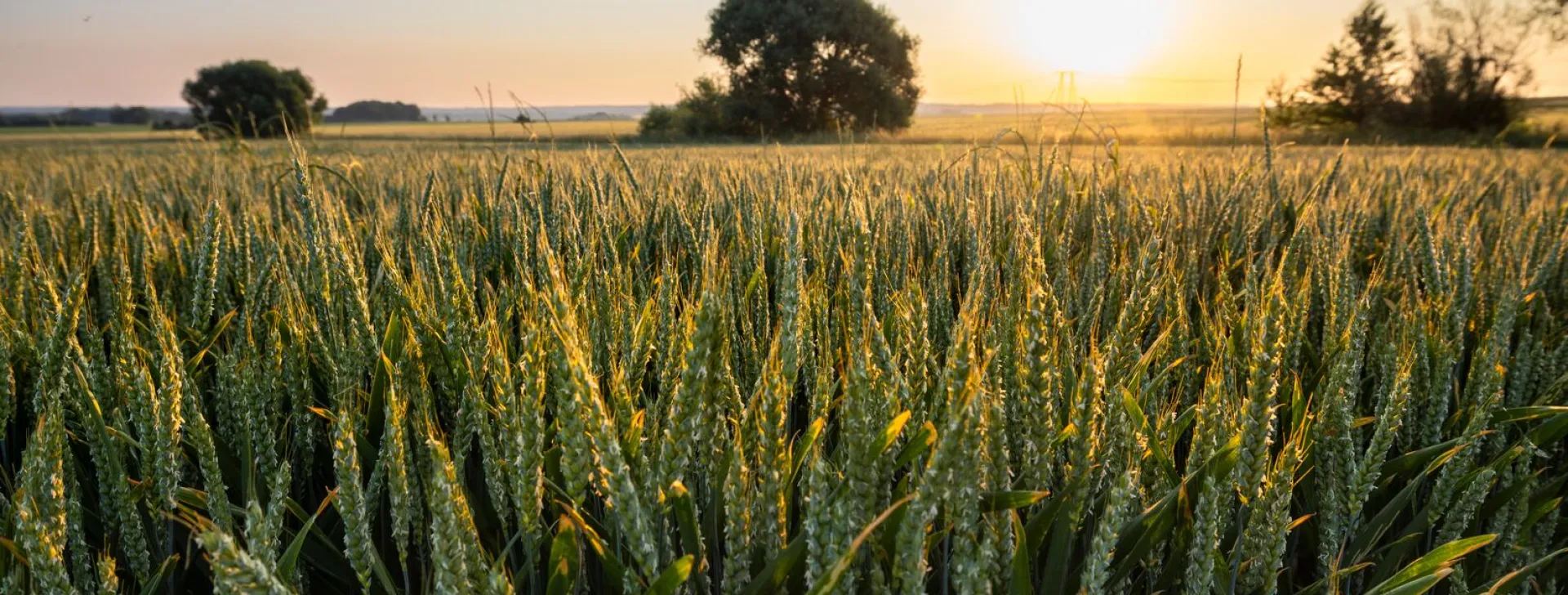 Seeds Research & Development